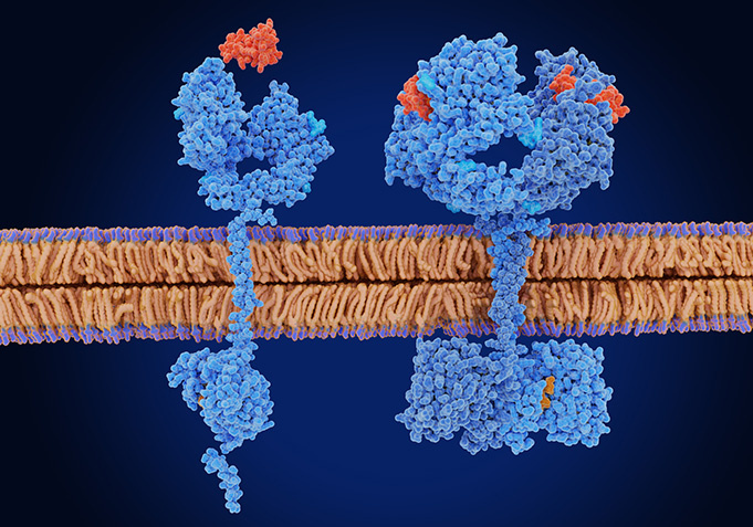 Mutated Protein Plays a Key Role in Cancer Progression - InventUM