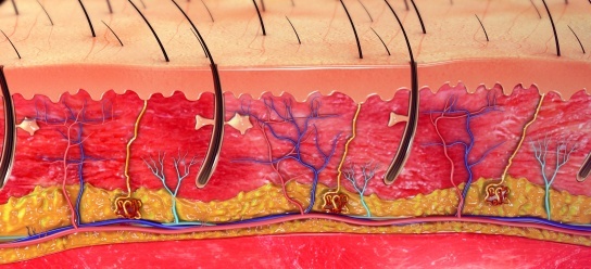 New M.S. in Skin Biology and Dermatological Sciences Program is a First ...