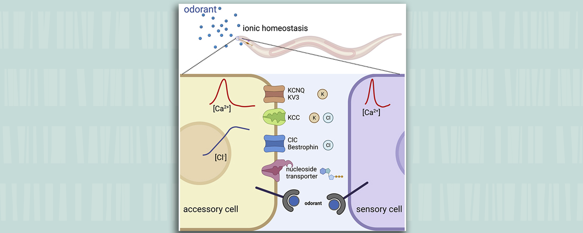 Study on Accessory Cells Reveals Link to Neurological Conditions - InventUM