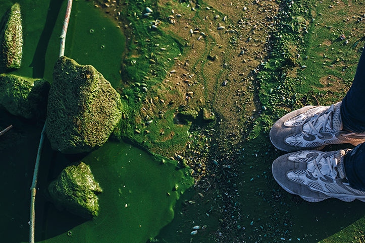 Miller School Researcher Links Algae Blooms to Airborne Neurotoxins ...